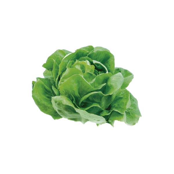 Lechuga Francesa Orgánica | Alacena de Mónica
