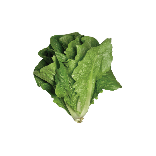 Lechuga Italiana Orgánica | Alacena de Mónica